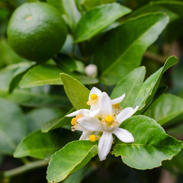 Lime Flower