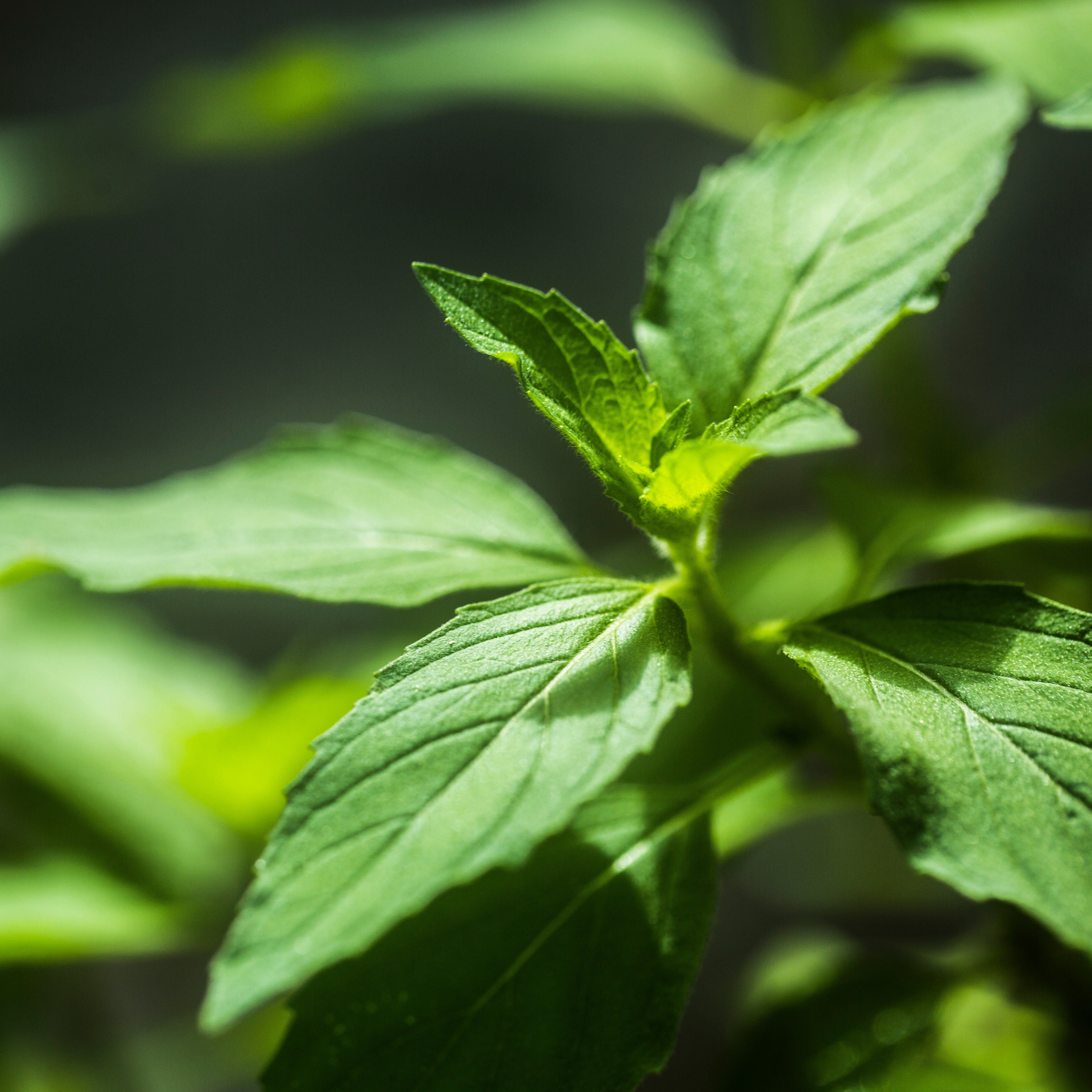 Cornmint, or Japanese Peppermint has a slightly softer fragrance than ...