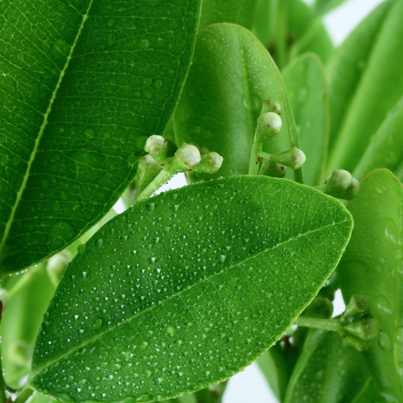 TIMELESS Therapeutic Ravensara essential oil for shingles, colds, flu ...