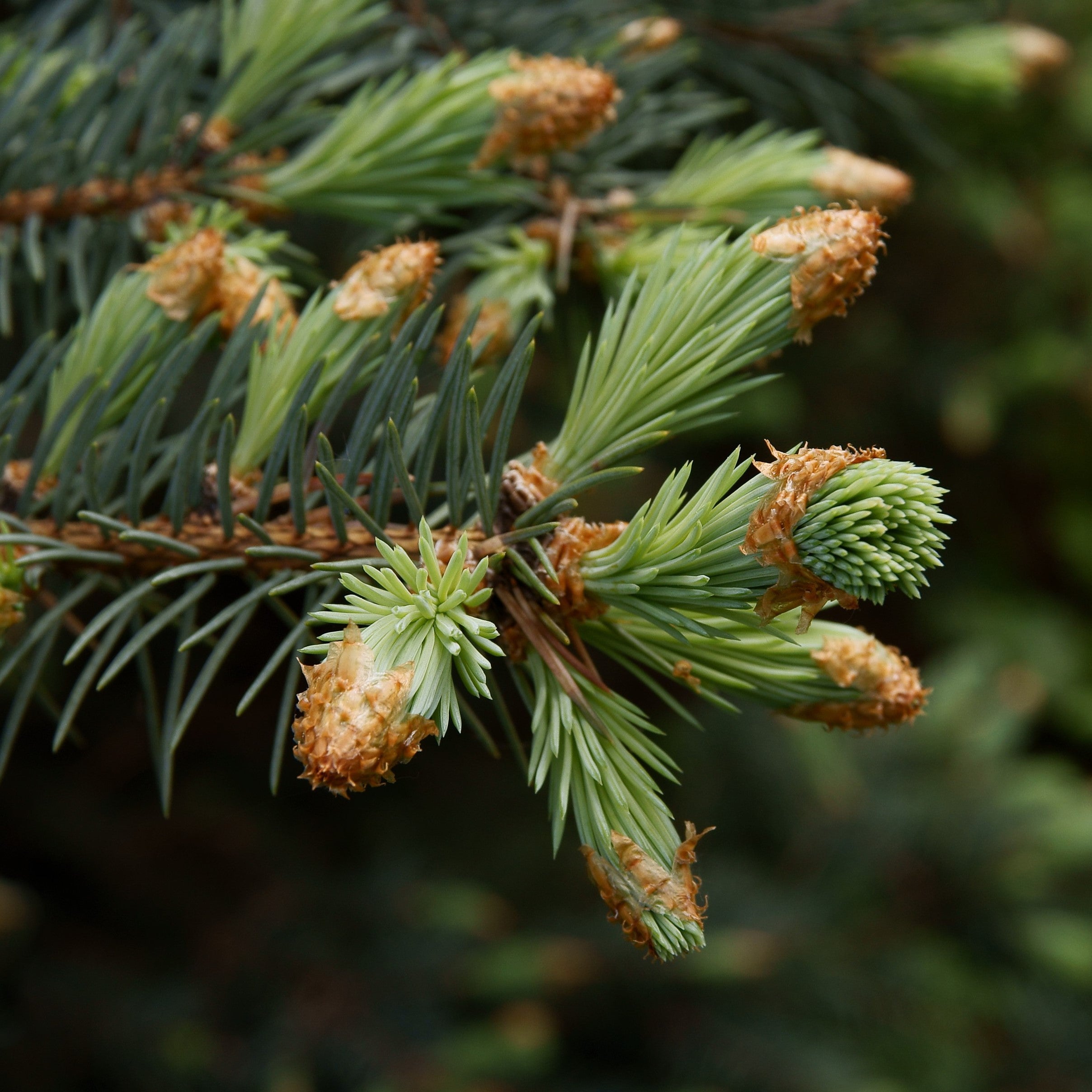 Black Spruce Cone