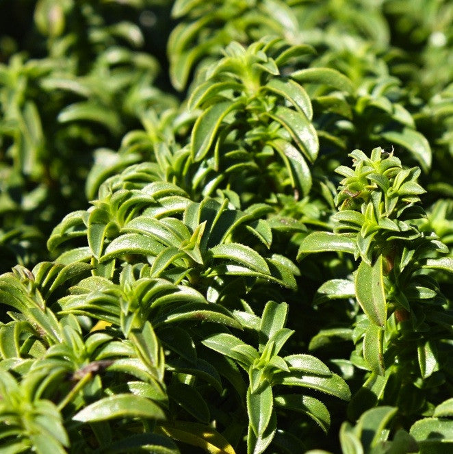 TIMELESS therapeutic Winter Savory (Mountain Savory) essential oil ...