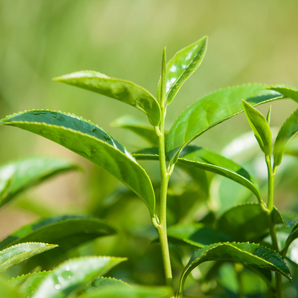 Green Tea Tree Plant